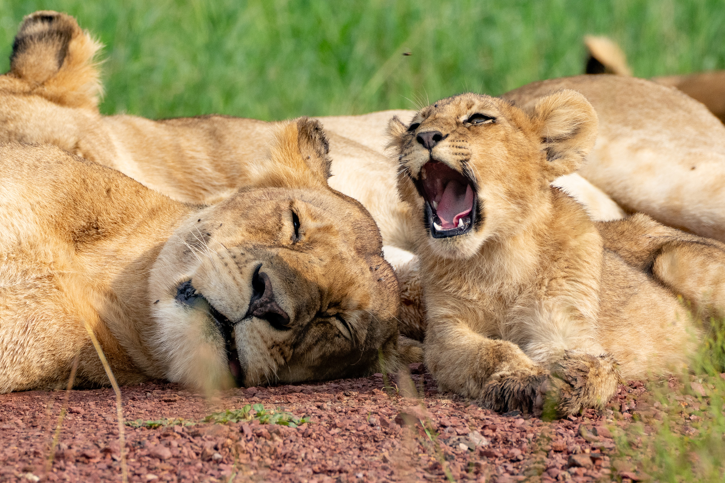 Lioness and Cub Up Close on African Safari - Faxo