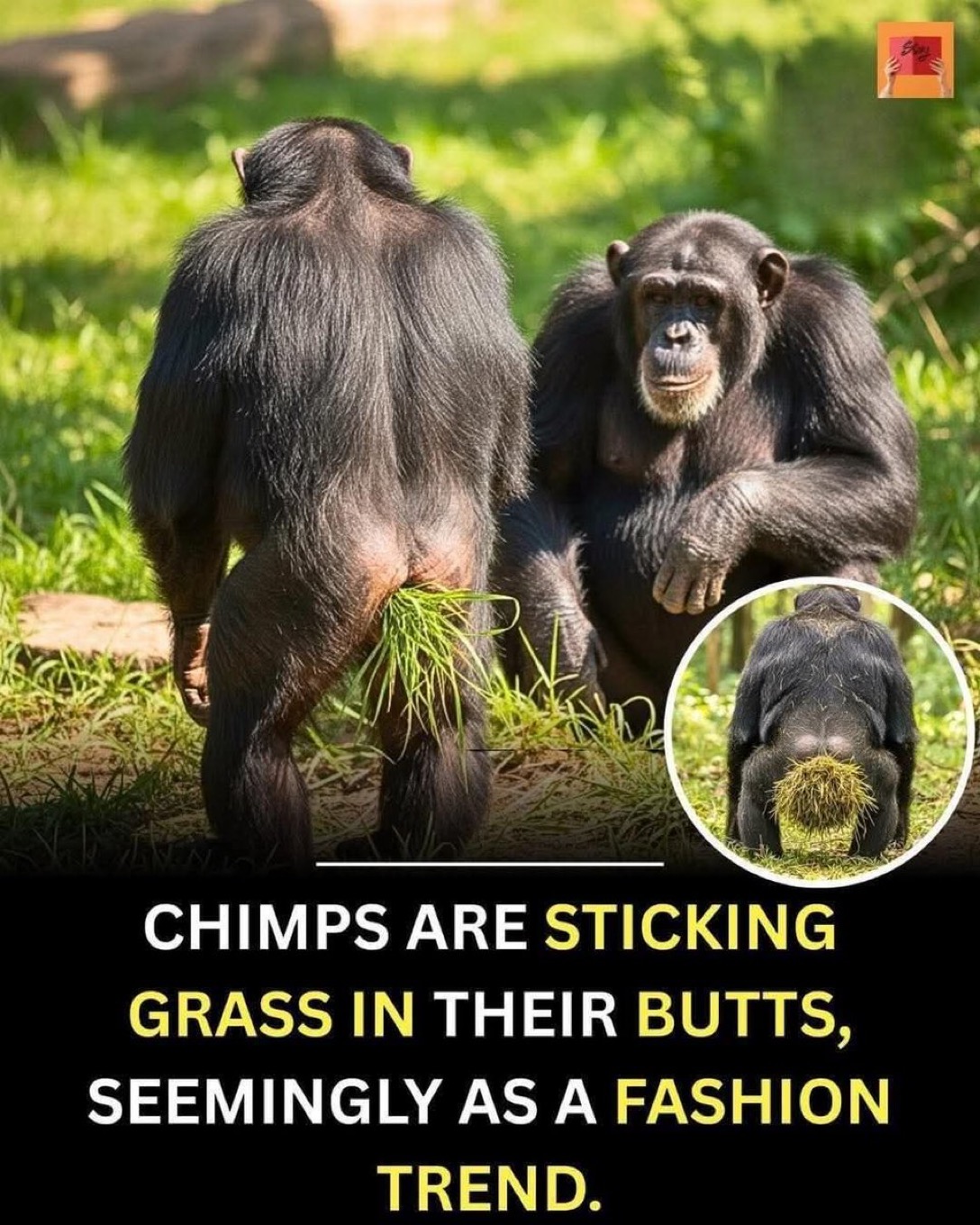 New Fashion Trend 🦍 - Faxo