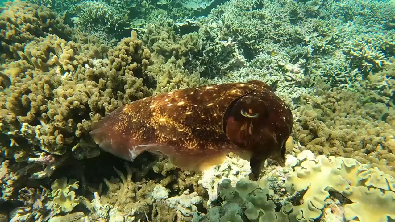 Cuttlefish - Video - Faxo