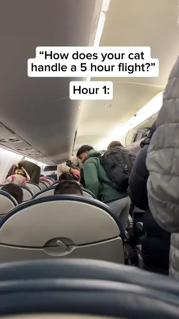 How Does Your Cat Handle A Flight? - Video - Faxo