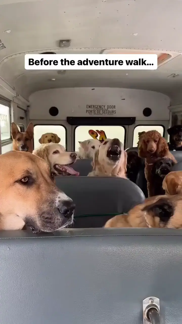 Dogs Before and After Walk 😭 - Video - Faxo