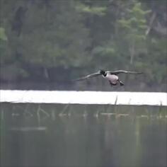 Perfect Belly Landing - Video - Faxo