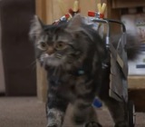 Flipper the Paralyzed Cat Gets New Set of Wheels - Video - Pets - Faxo